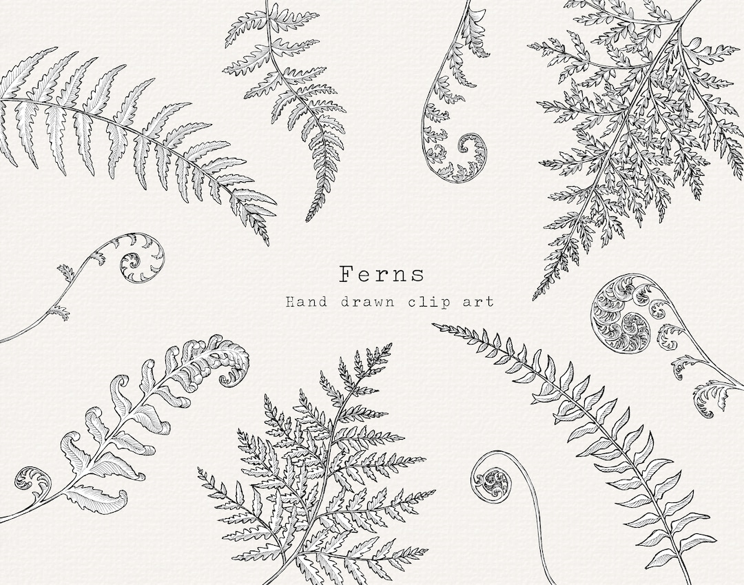 Fern Drawing Clipart