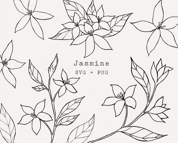 Jasmine Flower Outline