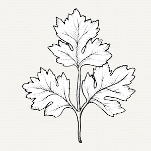 Cilantro PNG Clip Art, Hand Drawn Illustration, Herb Line Art, Cilantro ...