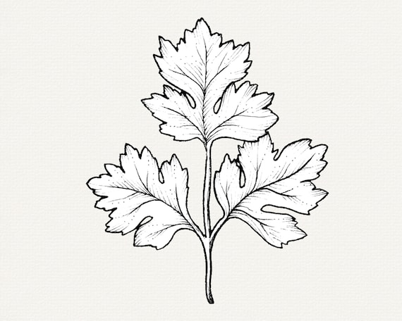 Cilantro Clipart