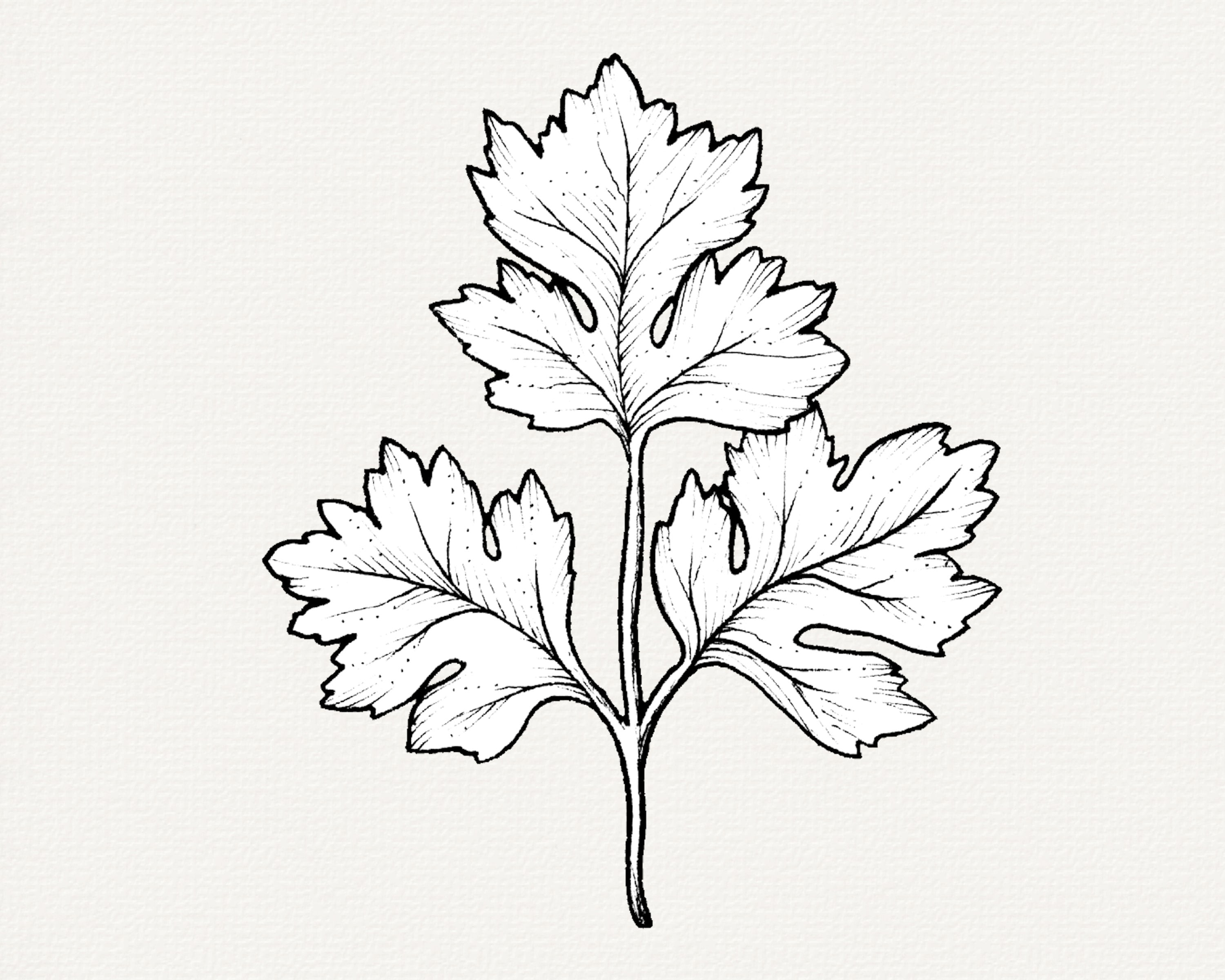 Cilantro PNG Clip Art Hand Drawn Illustration Herb Line Art - Etsy Canada