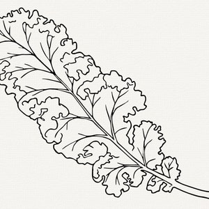 Kale SVG Set, Illustration for Commercial Use, Cut File for Cricut ...