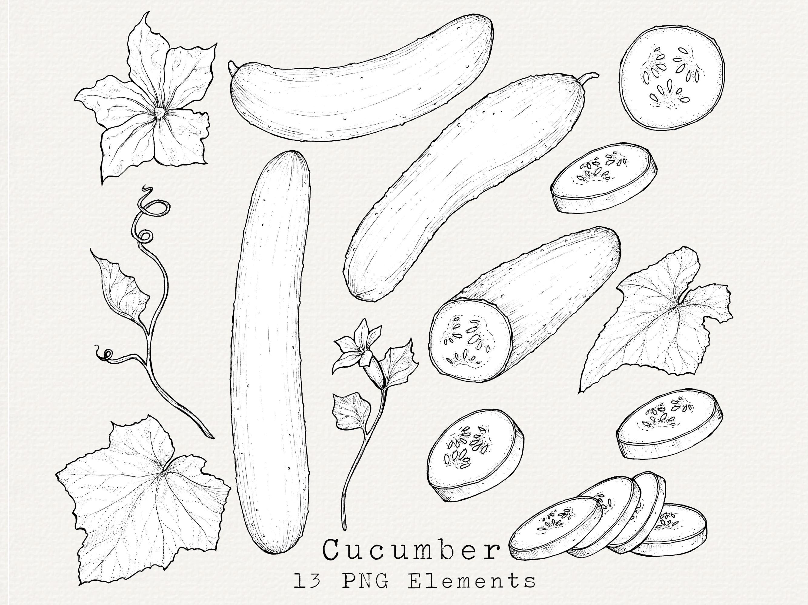 Cucumber Botanical Line Art, Vegetable Illustration, Food Clip Art (PNG ...