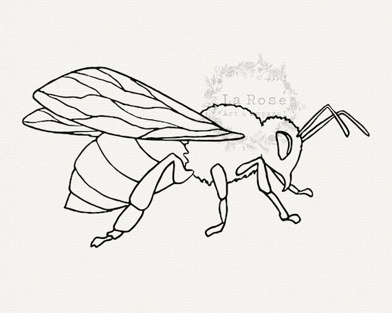 Dibujo Lineal De Panal