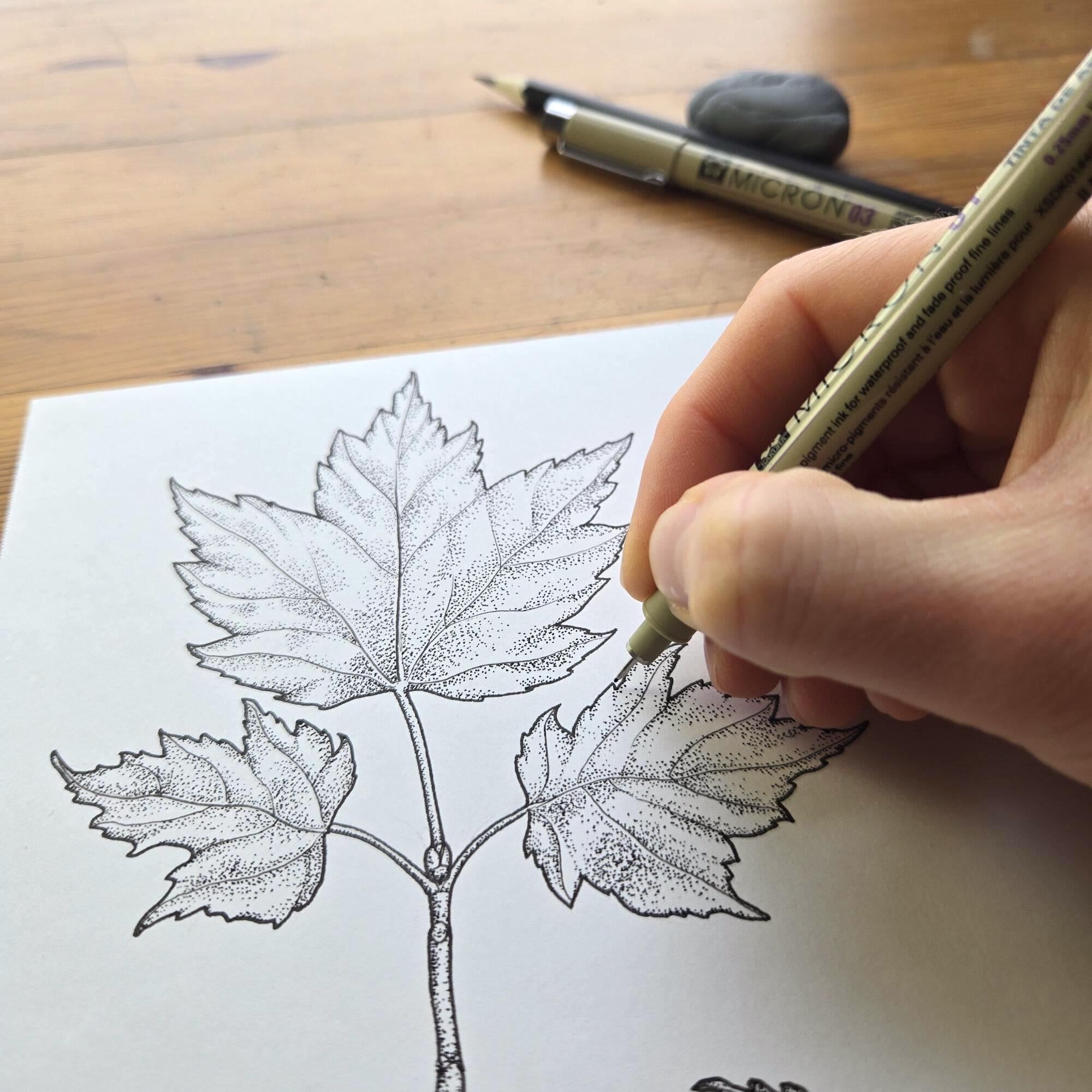 Hand Drawn Maple Leaf Clip Art, Autumn Illustration (digital Download ...