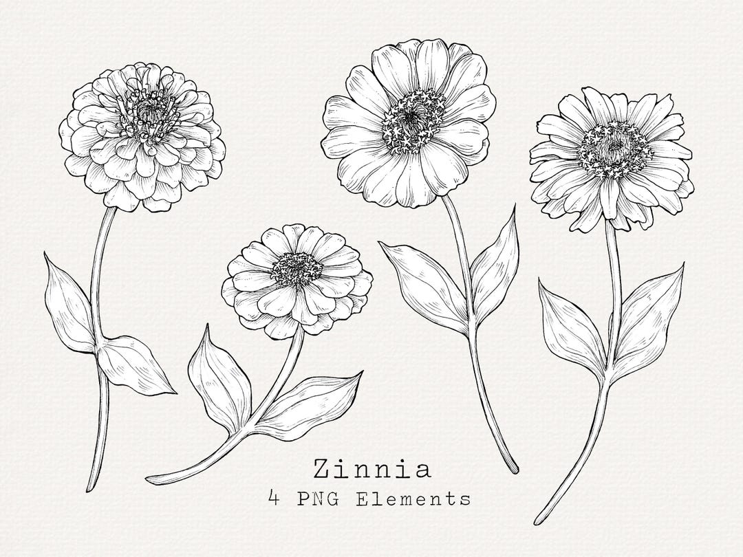 Hand-drawn Zinnia Flower Line Art, Botanical Illustration (PNG Clip Art ...