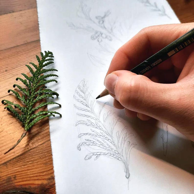 Cedar Branch Line Art Vector, Hand Drawn Illustration (SVG, PNG) - Etsy