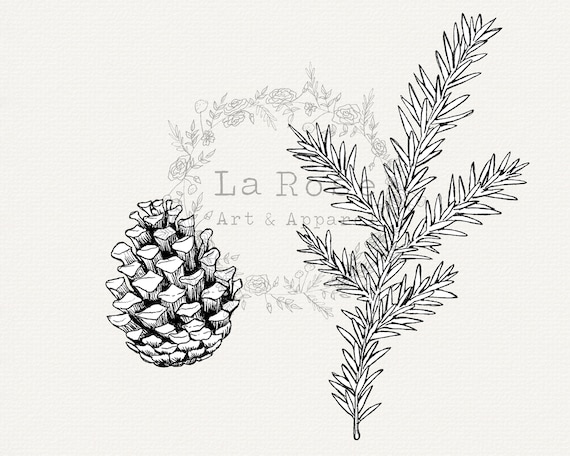 Pine Cone Scientific Illustration
