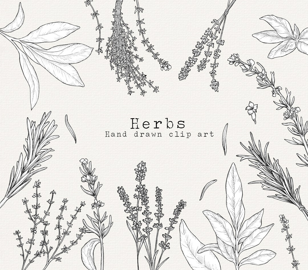 Medicinal Herb Drawings Clipart