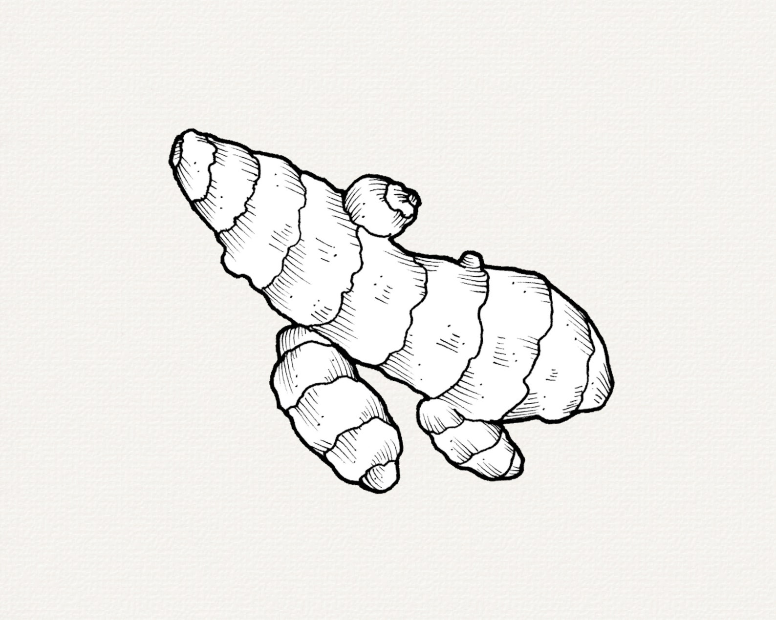 Tumeric PNG Clip Art Bundle Hand Drawn Tumeric Illustration - Etsy