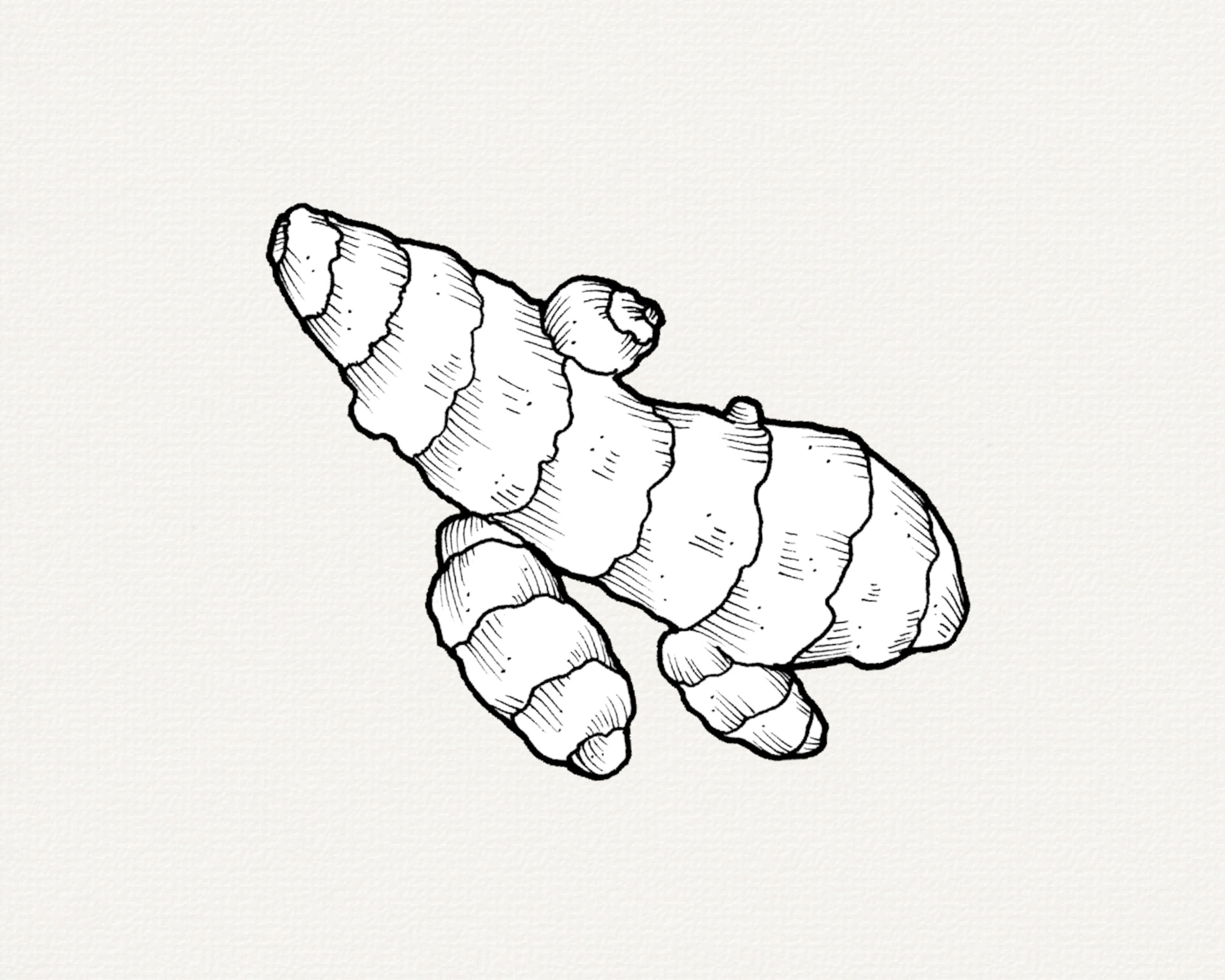 Tumeric PNG Clip Art Bundle Hand Drawn Tumeric Illustration - Etsy Canada