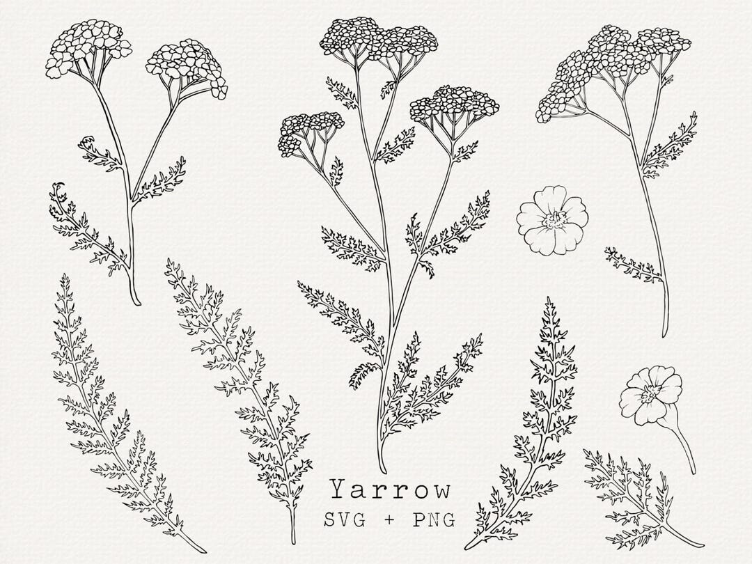 Yarrow SVG, Yarrow Herb Clip Art, Herbal Remedies Line Art, Wild ...