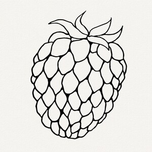 Raspberry Line Art, Botanical Berry Outline Clipart (digital Download ...