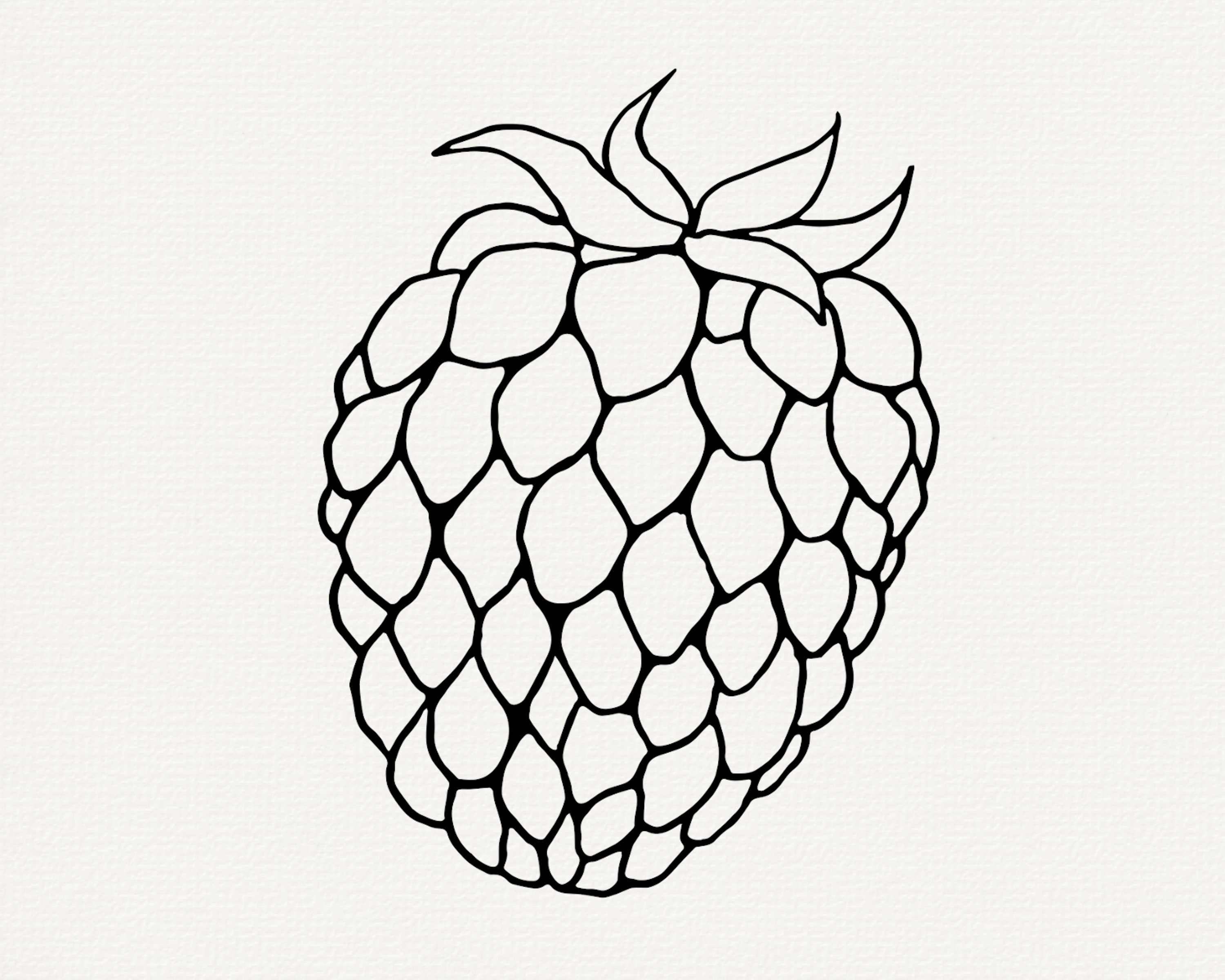 Raspberry SVG for Commercial Use Hand Drawn Raspberry Vector - Etsy