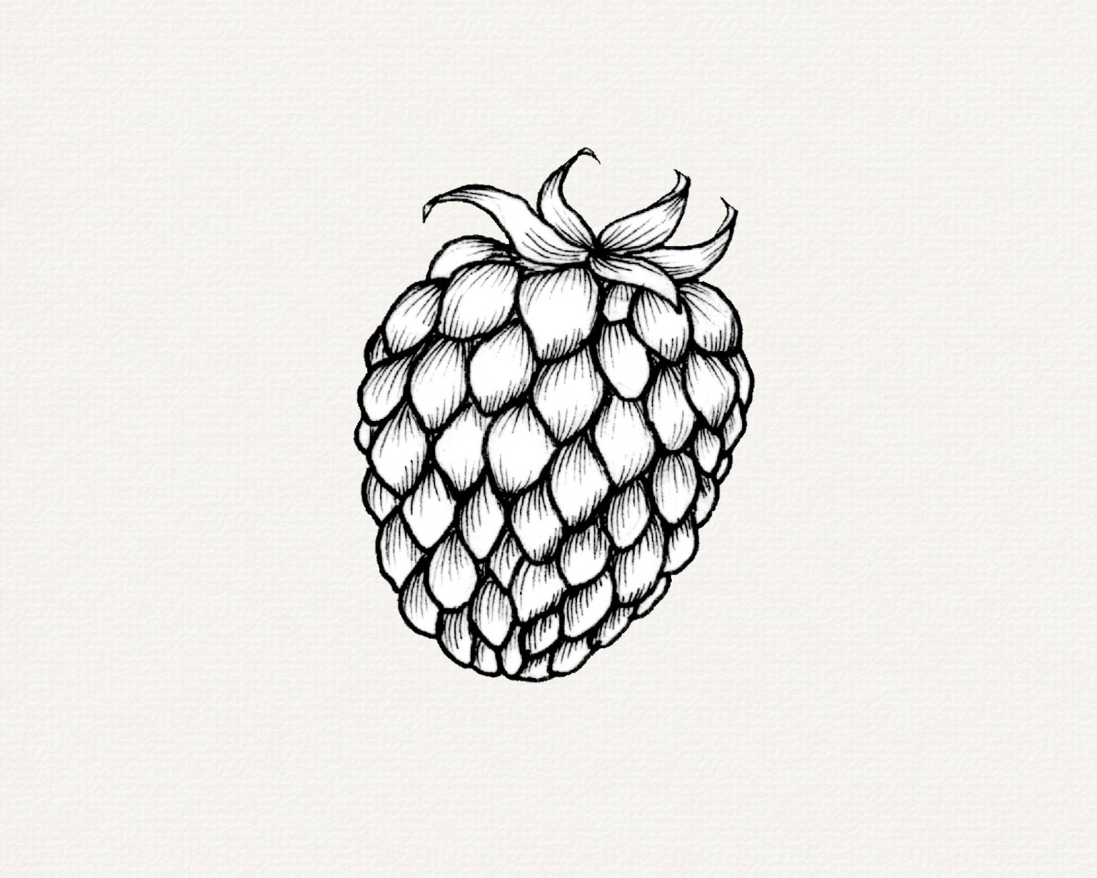 Raspberries PNG Clip Art Bundle Hand Drawn Raspberry Plant - Etsy