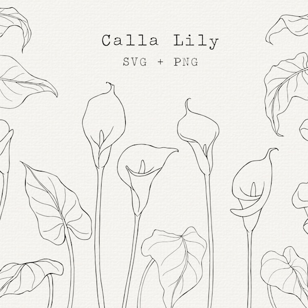Lily Simple Drawing - Etsy