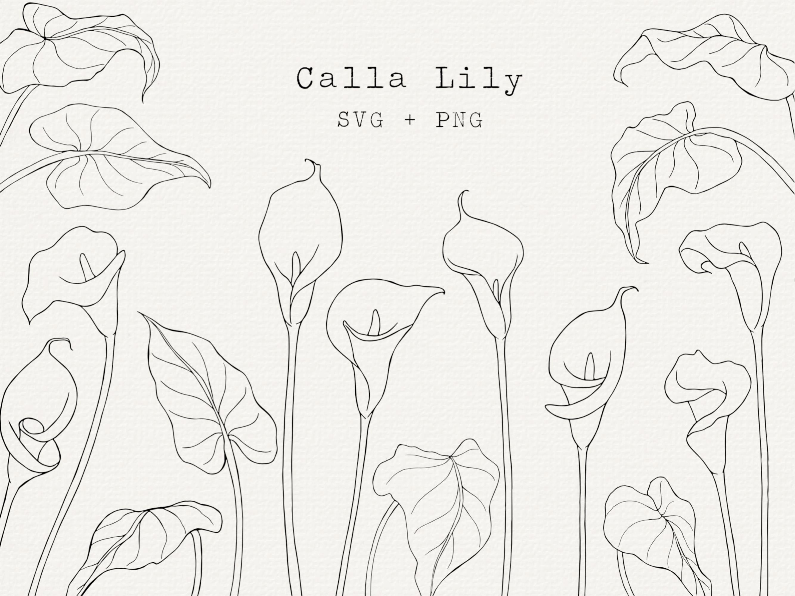 Calla Lily Drawing Outline