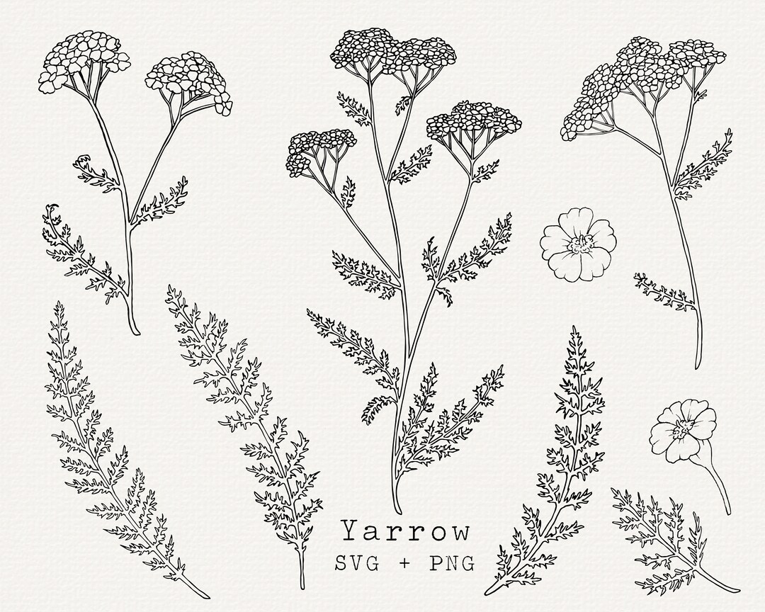 Yarrow SVG, Yarrow Herb Clip Art, Herbal Remedies Line Art, Wild ...