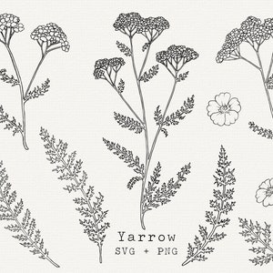 Yarrow SVG, Yarrow Herb Clip Art, Herbal Remedies Line Art, Wild ...