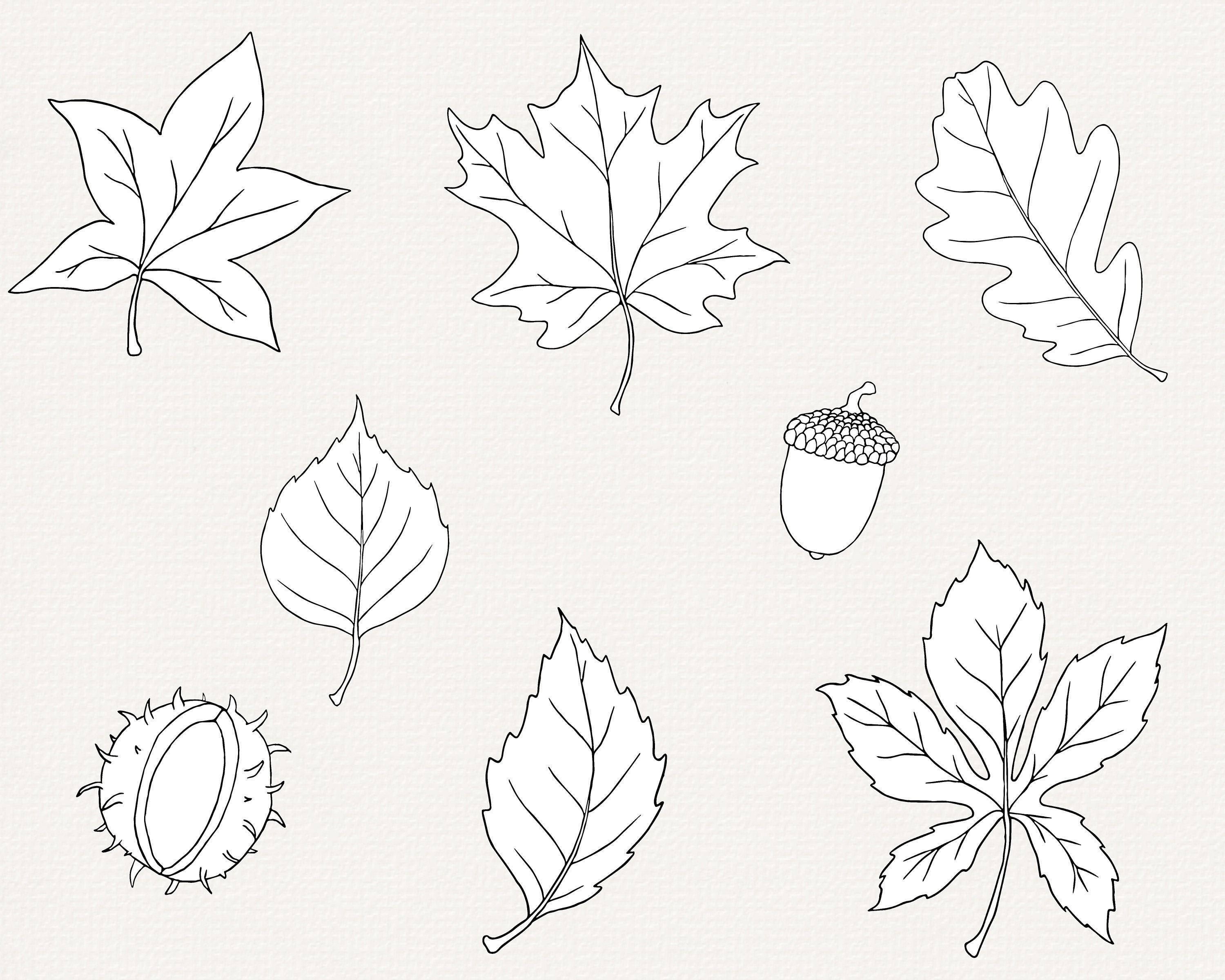 Simple Fall Leaf Outline