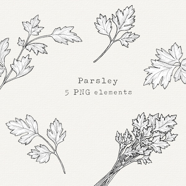 Parsley - Etsy
