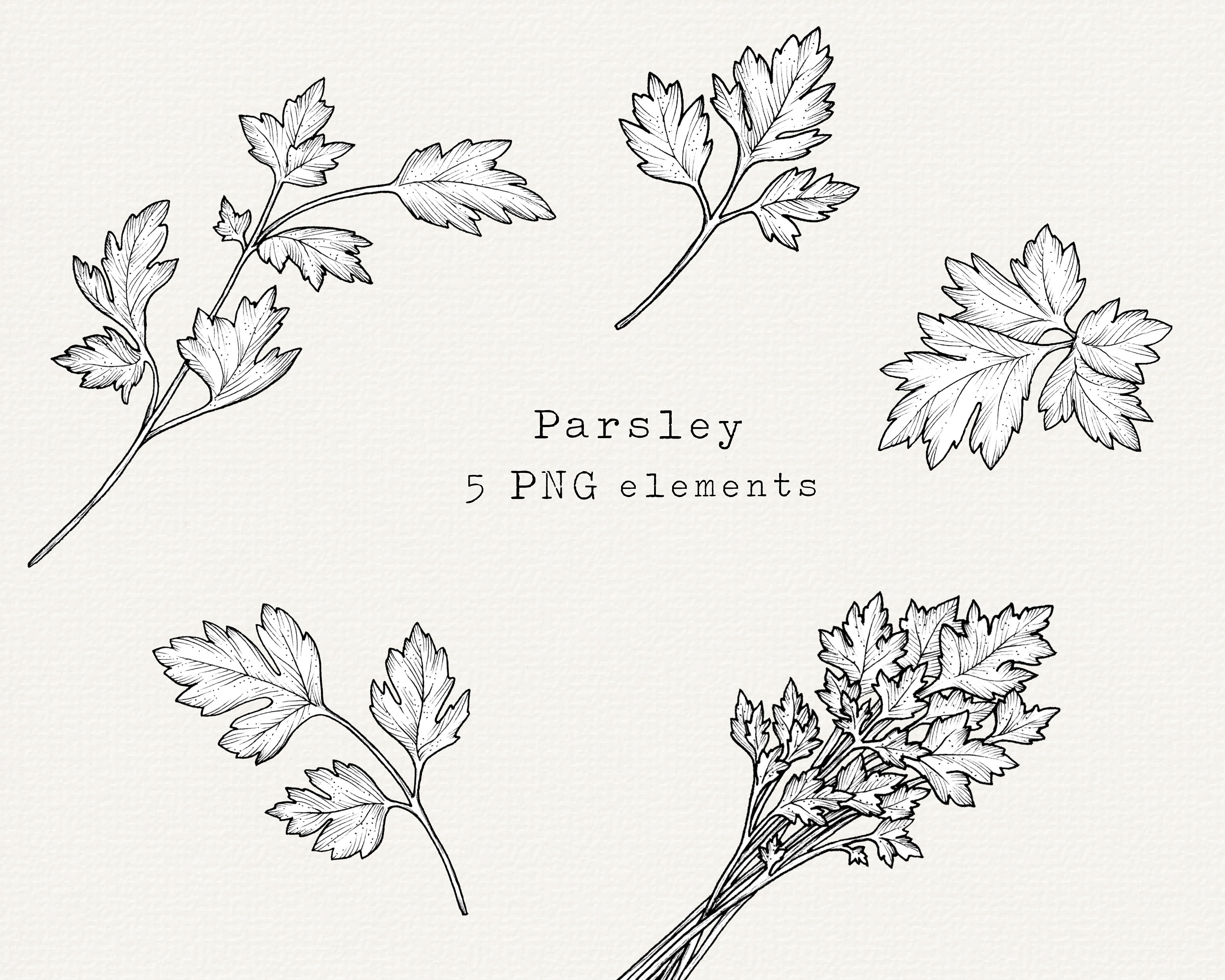 Parsley PNG Bundle Hand Drawn Herb Clip Art Ink Sketch | Etsy