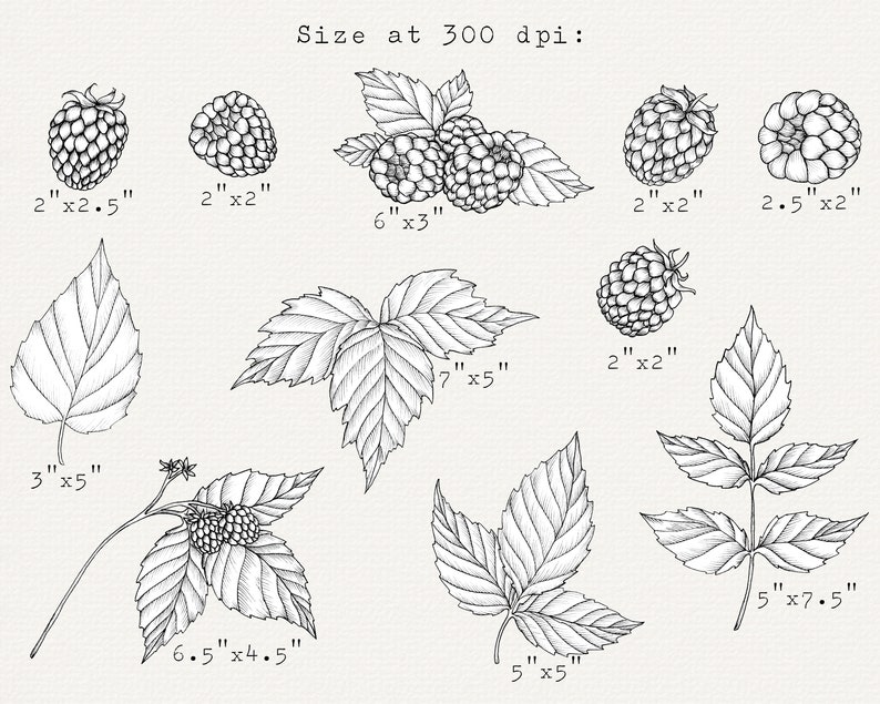Raspberries PNG Clip Art Bundle Hand Drawn Raspberry Plant - Etsy