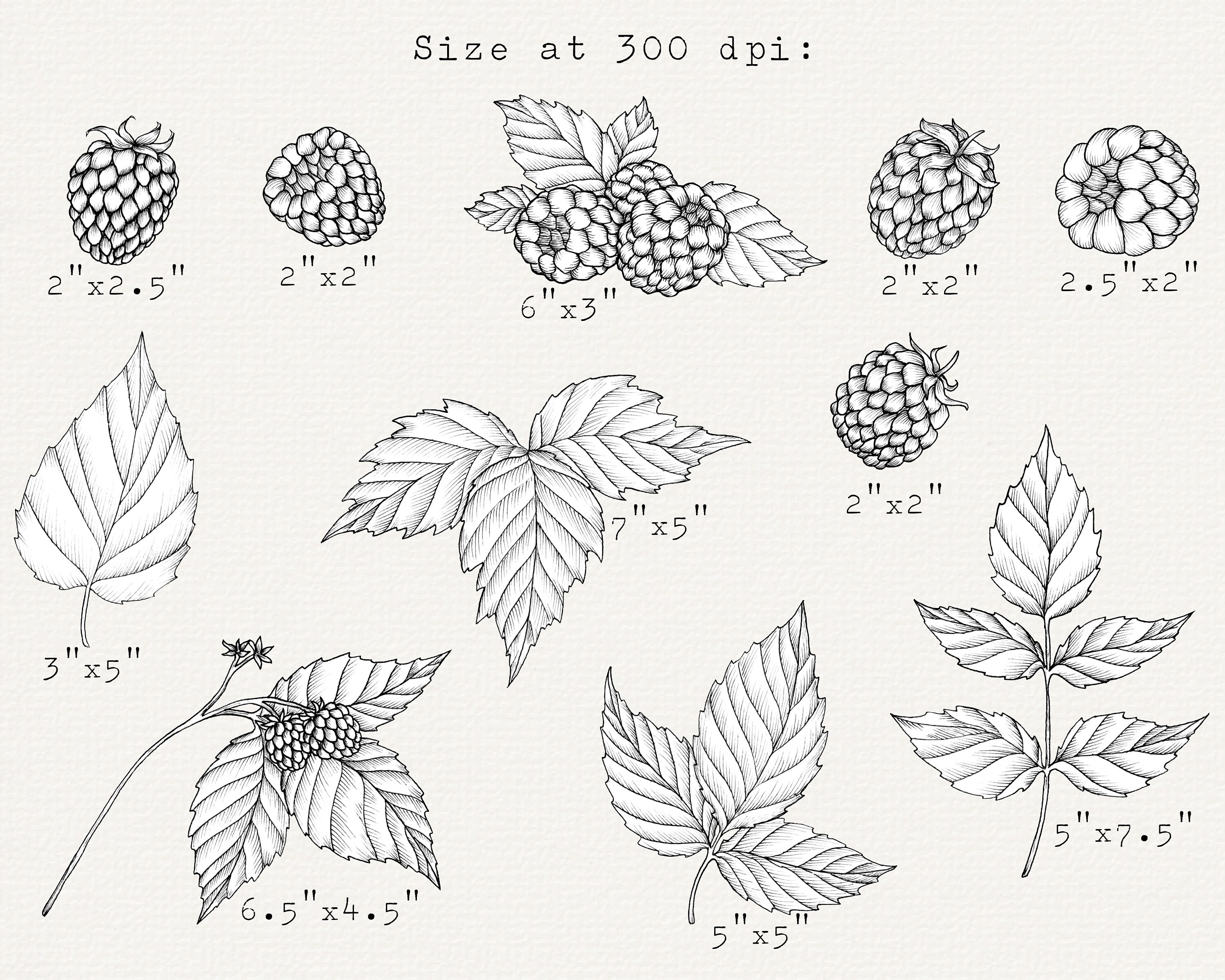 Raspberries PNG Clip Art Bundle Hand Drawn Raspberry Plant | Etsy