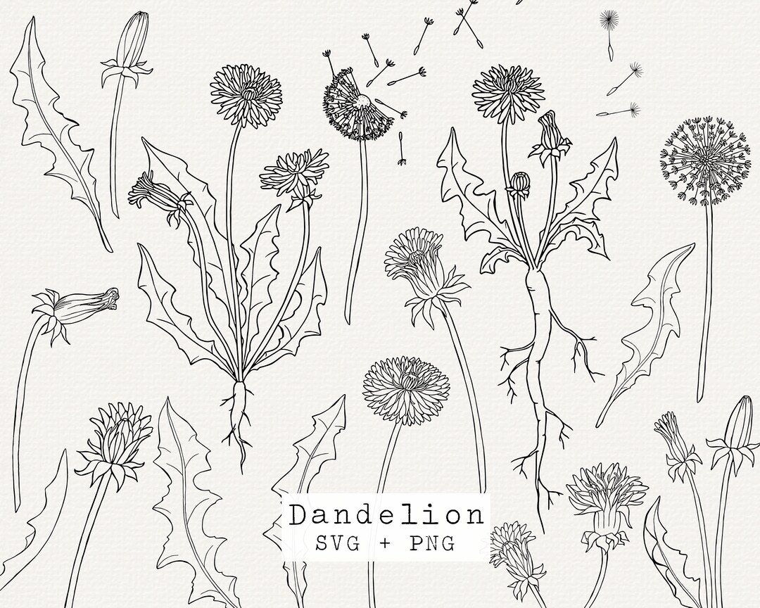Dandelion SVG, Dandelions Vector Bundle, Cricut File, Botanical ...