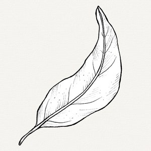 Mullein PNG Clip Art, Hand Drawn Mullein Illustration, Medicinal Plant ...