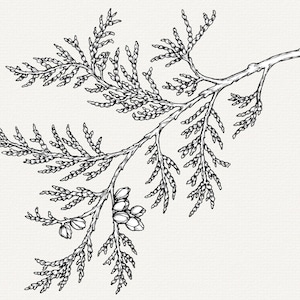 Cedar PNG Clip Art, Hand Drawn Cedar Tree Branch Illustration, Cedar ...