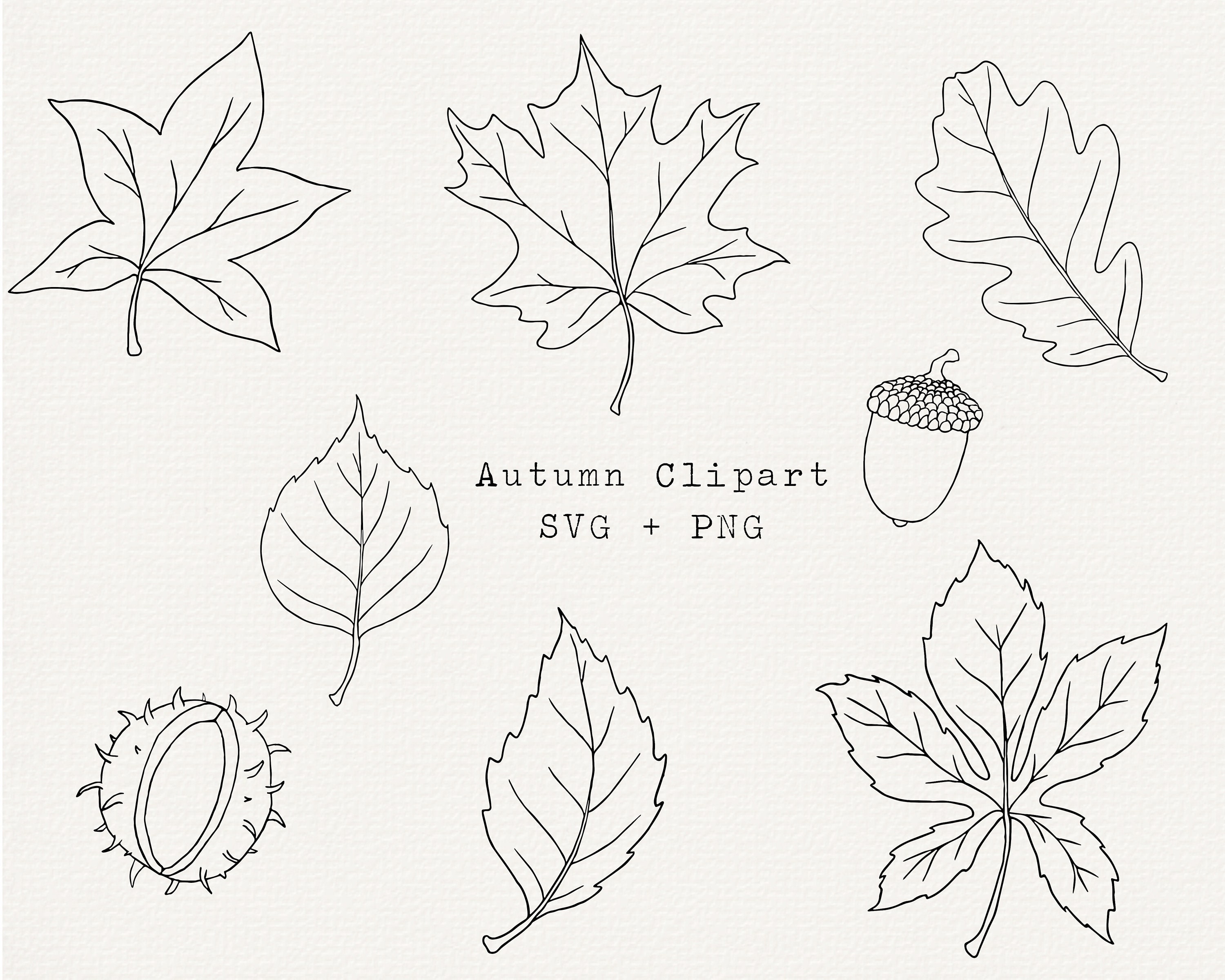 Autumn SVG Bundle Autumn Leaves Clipart Fall Leaves Maple | Etsy