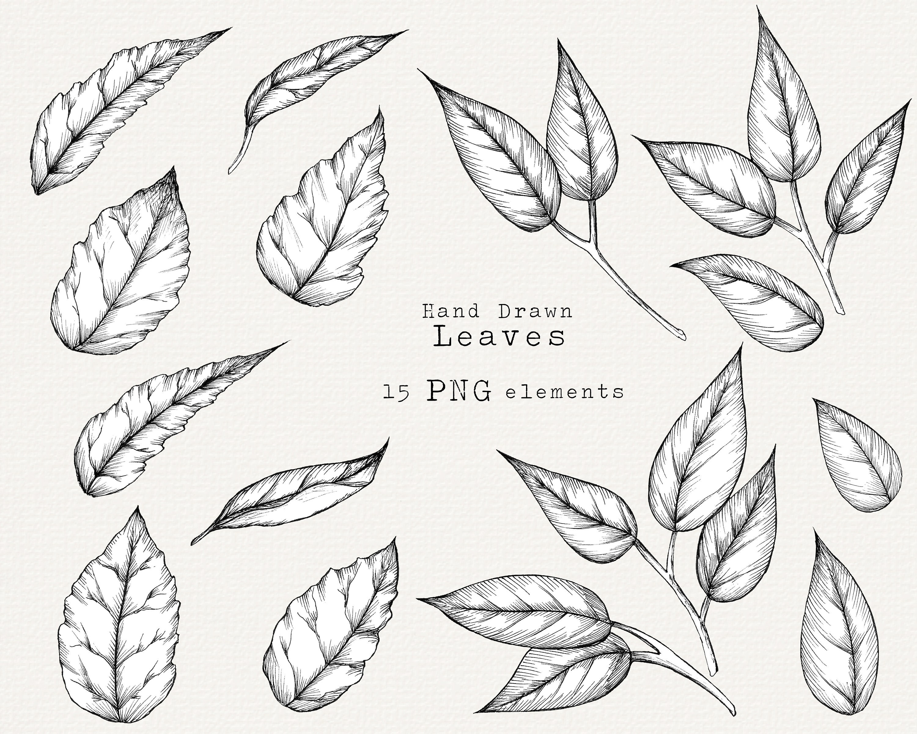 Leaf PNG Clip Art Hand Drawn Leaves Botanical Line Art | Etsy