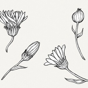 Calendula Flower PNG Clip Art, Hand Drawn Calendula Plant Illustration ...