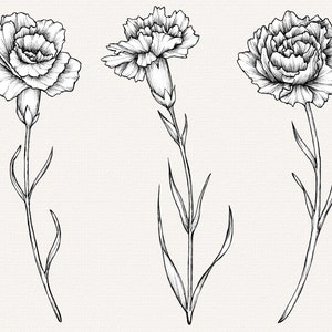 Carnation Flower PNG Clip Art, Hand Drawn Carnations, Detailed Flower ...