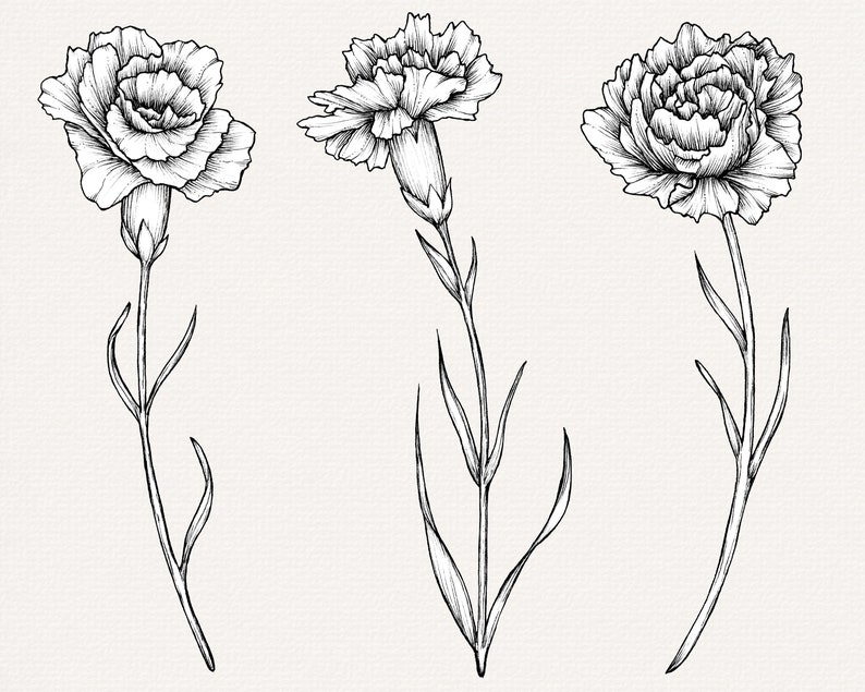 Hand Drawn Carnation Flower Line Art Clipart (PNG) - Etsy