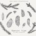 Spruce Tips Hand Drawn Illustration, Botanical PNG Elements, Pine Tree ...