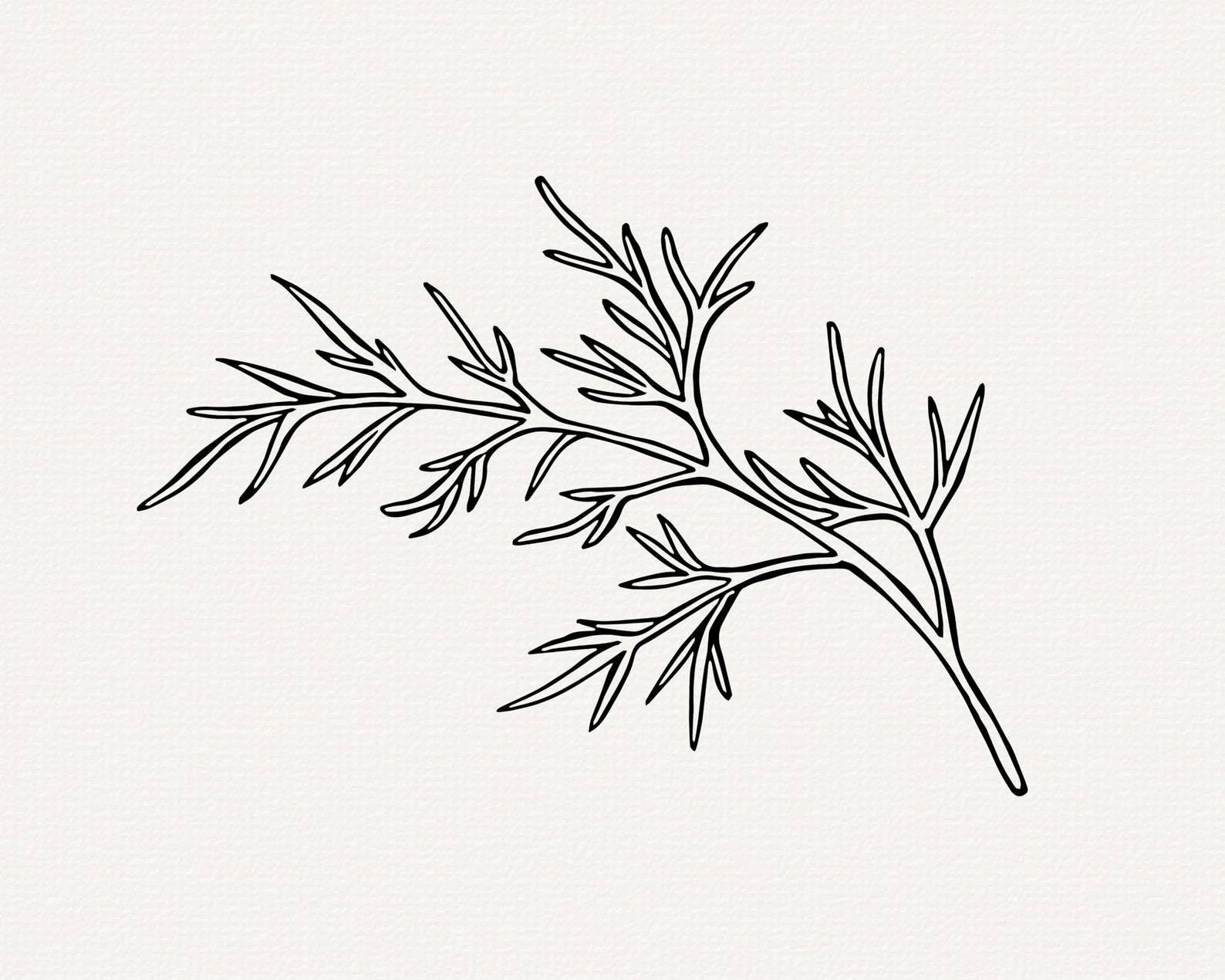 Dill SVG Clip Art Commercial Use Dill Plant Vector - Etsy