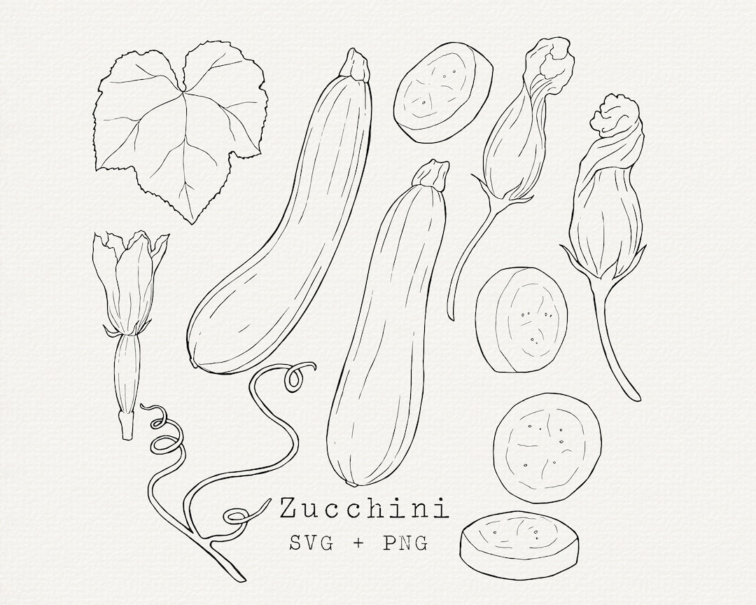 Zucchini SVG Bundle, Illustration for Commercial Use, Cut File for ...