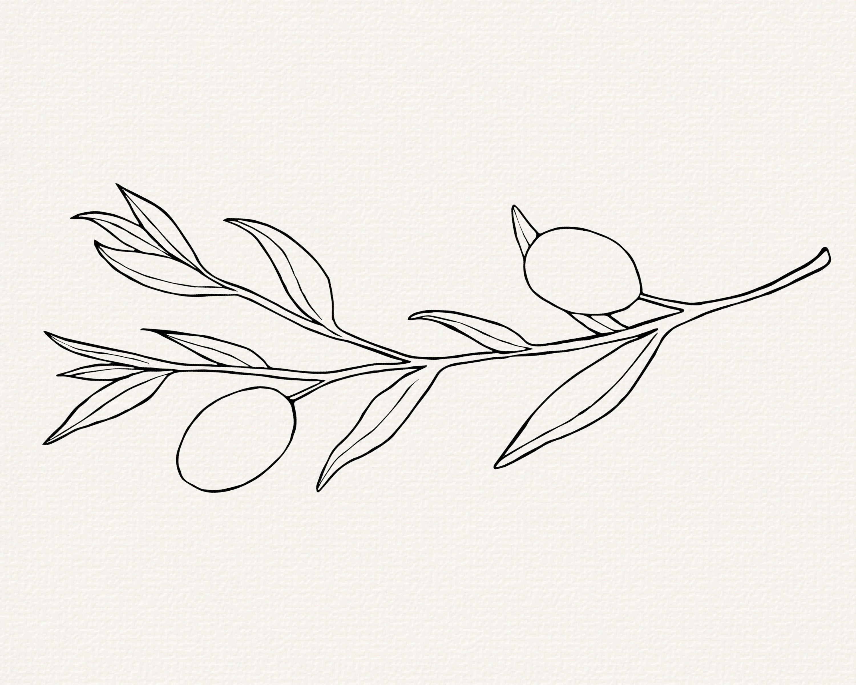 Olive SVG for Commercial Use, Hand Drawn Olive Branch Vector, Olive ...