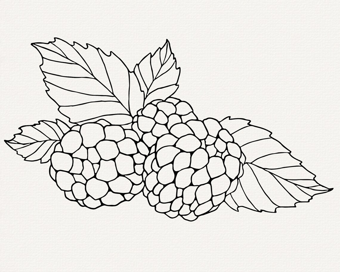 Raspberry Line Art, Botanical Berry Outline Clipart (digital Download ...