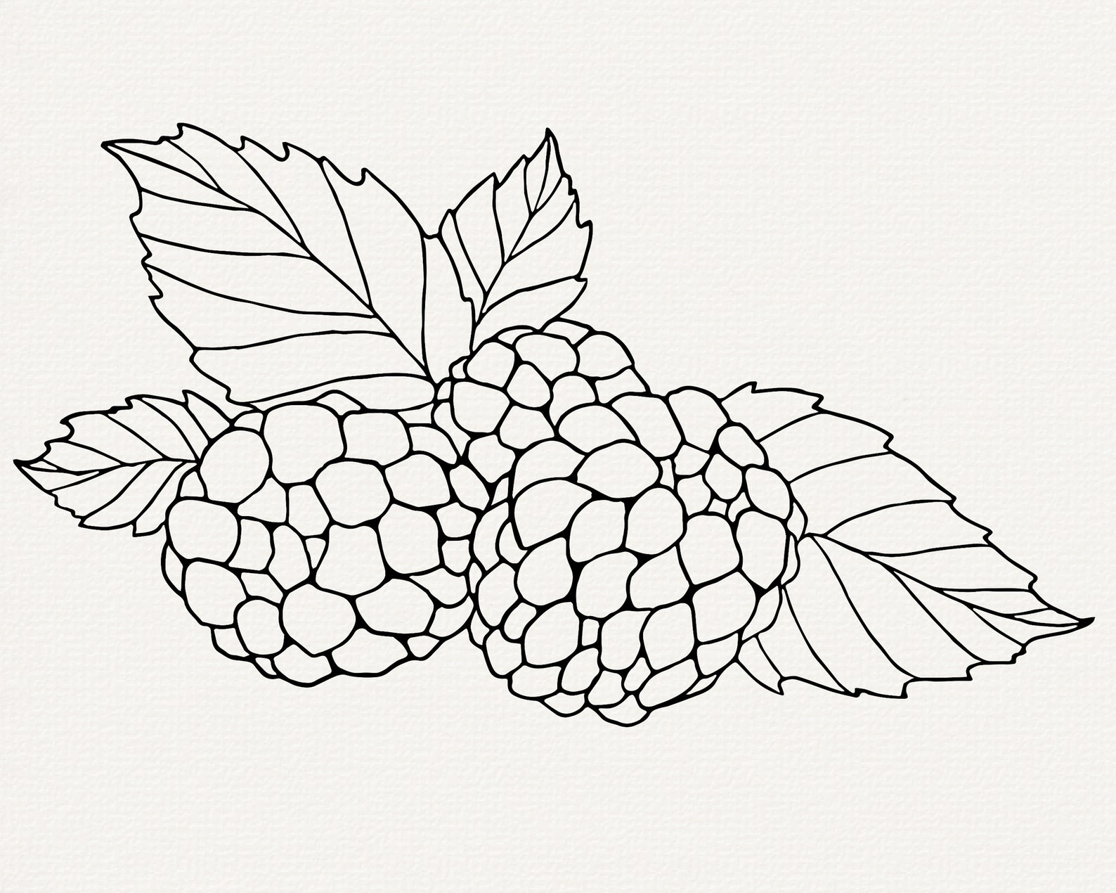 Raspberry SVG for Commercial Use Hand Drawn Raspberry Vector - Etsy