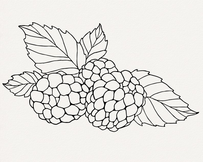 Raspberry SVG for Commercial Use Hand Drawn Raspberry Vector - Etsy