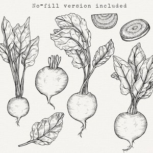 Beets PNG Clip Art, Hand Drawn Beet Illustration, Vegetable Line Art ...