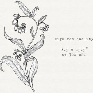 Comfrey PNG Clip Art, Hand Drawn Comfrey Illustration, Medicinal Plant ...