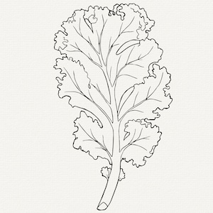 Kale SVG Set, Illustration for Commercial Use, Cut File for Cricut ...