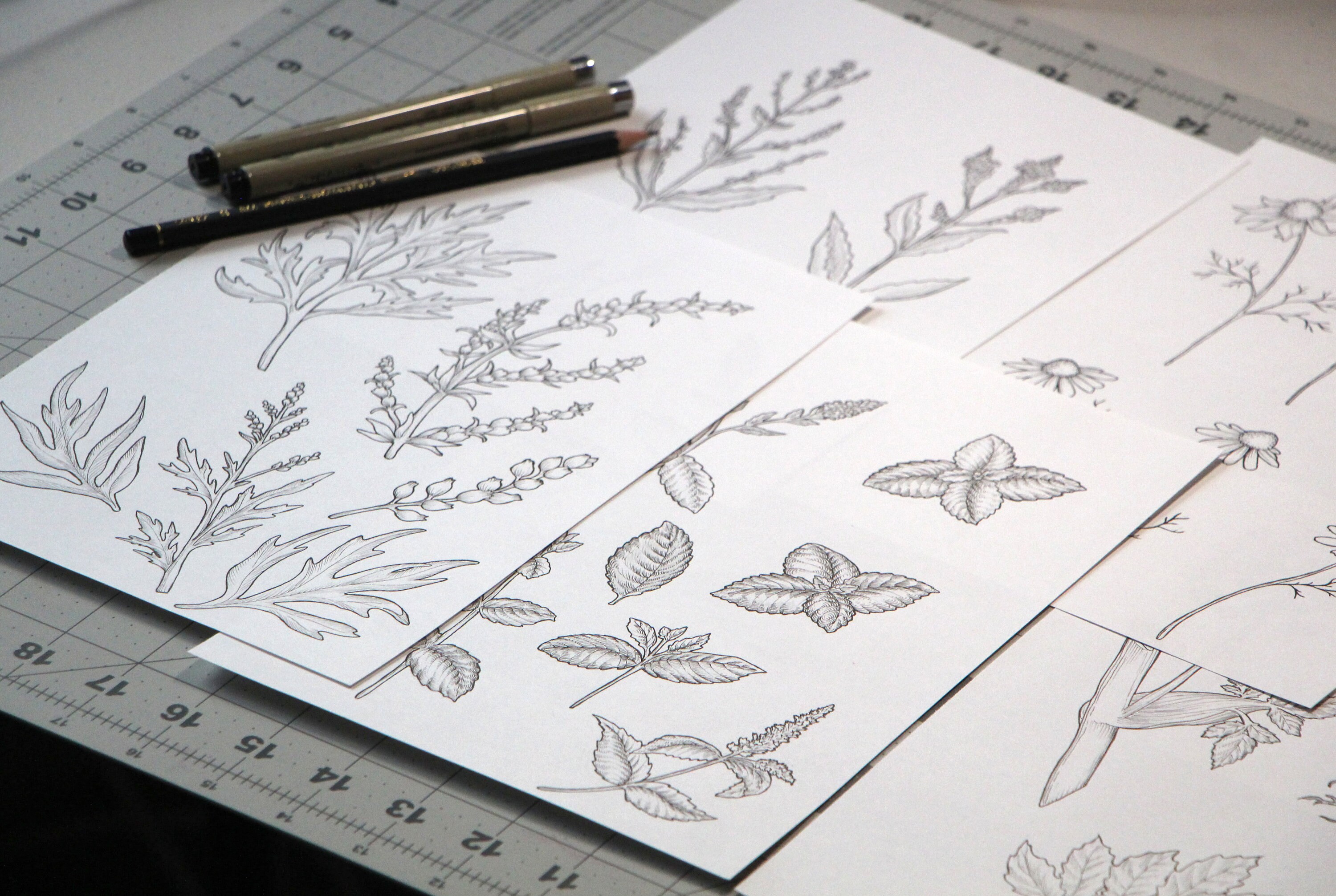 Mugwort Botanical Line Art, Hand Drawn Clip Art (digital Download) - Etsy