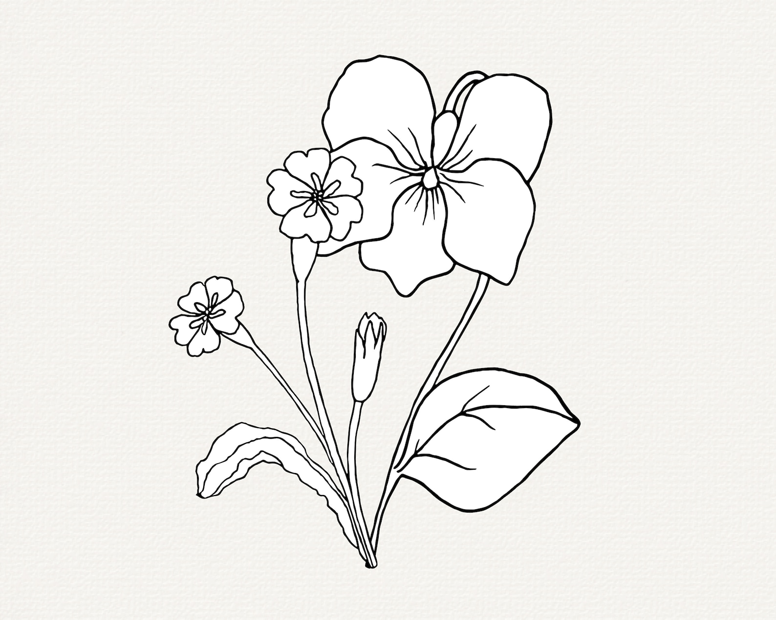 Primrose Flower SVG Violet Flower SVG February Birth Month - Etsy