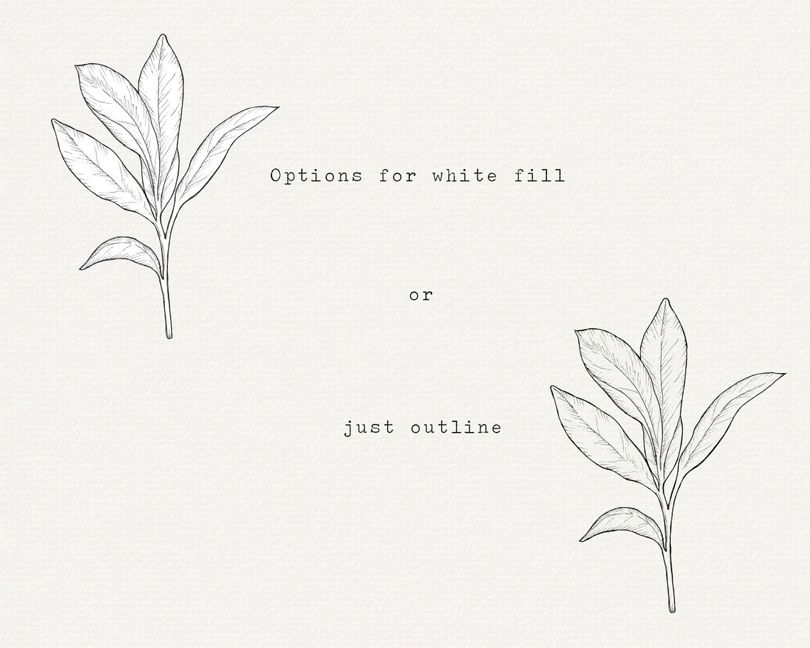 Sage Clipart, Sage PNG, Hand Drawn Sage for Candle Labels, Soap Labels ...