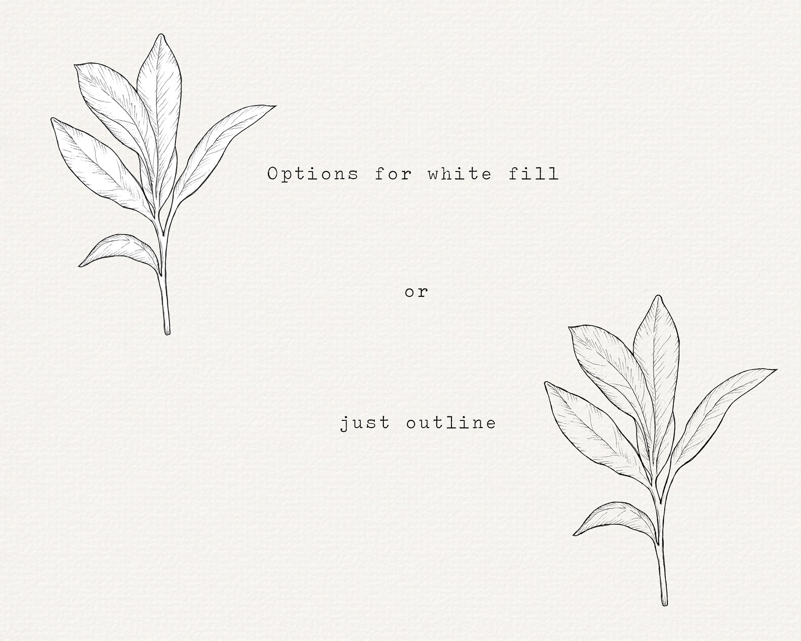 Sage Clipart, Sage PNG, Hand Drawn Sage for Candle Labels, Soap Labels ...